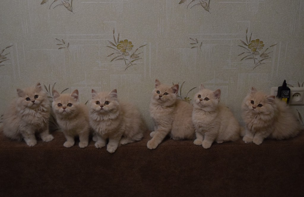 Питомник британских кошек Creambel